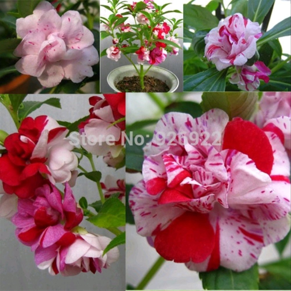 isi 25 Biji BUNGA PACAR AIR impatiens balsamina Mix | Lazada Indonesia