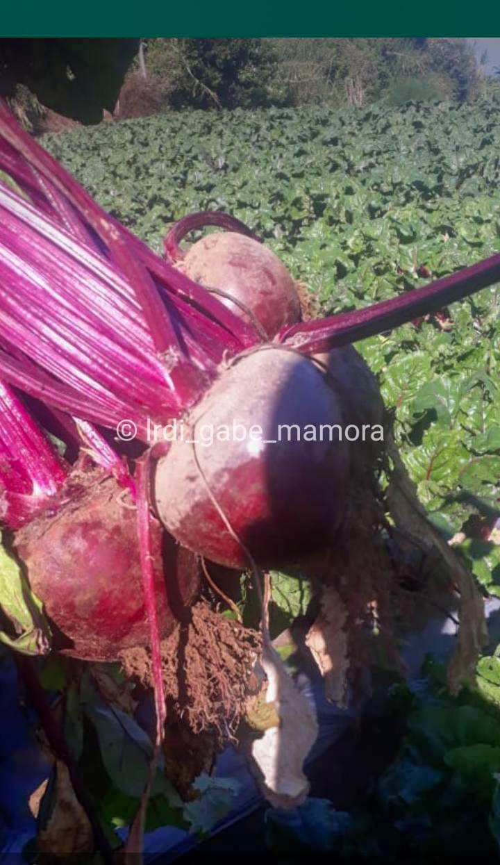 1kg/Buah Bit/ Umbi Bit/ Beet Root | Lazada Indonesia