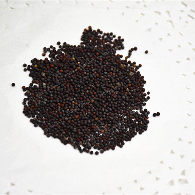 5 gram benih bayam hijau | Lazada Indonesia