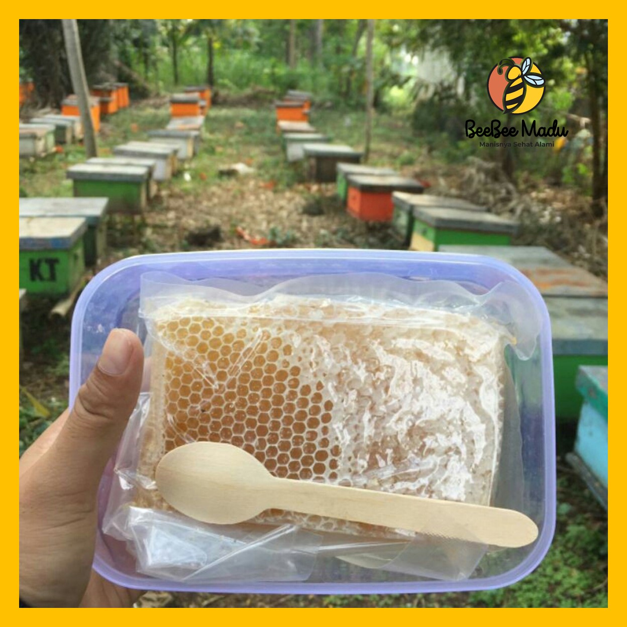 Sarang Madu Asli - Madu Sarang Asli 500 Gram Lebah Apis Melifera ...