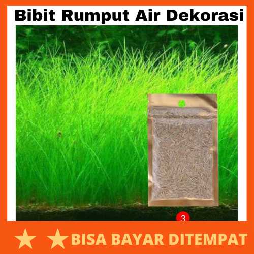 Bibit Rumput Air Dekorasi Aquarium Landscape Ornament / Bibit Benih ...