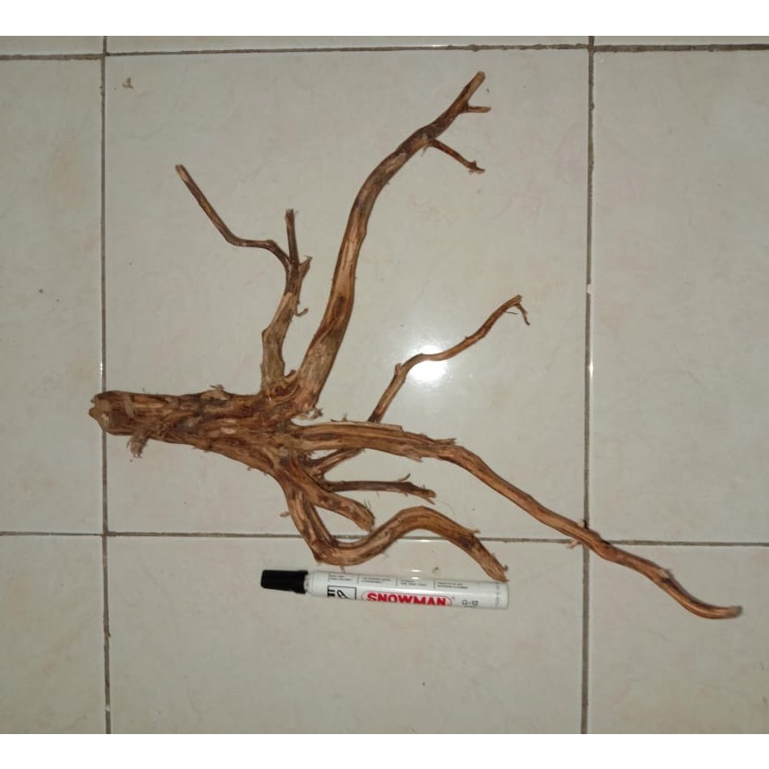 Akar Kayu Rasamala ukuran M | Lazada Indonesia