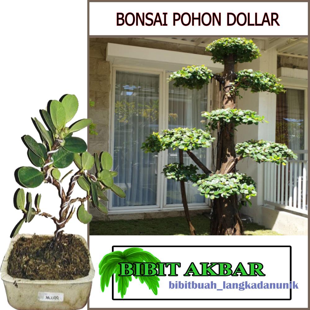 Bibit Tanaman Bonsai Pohon Dollar | Lazada Indonesia