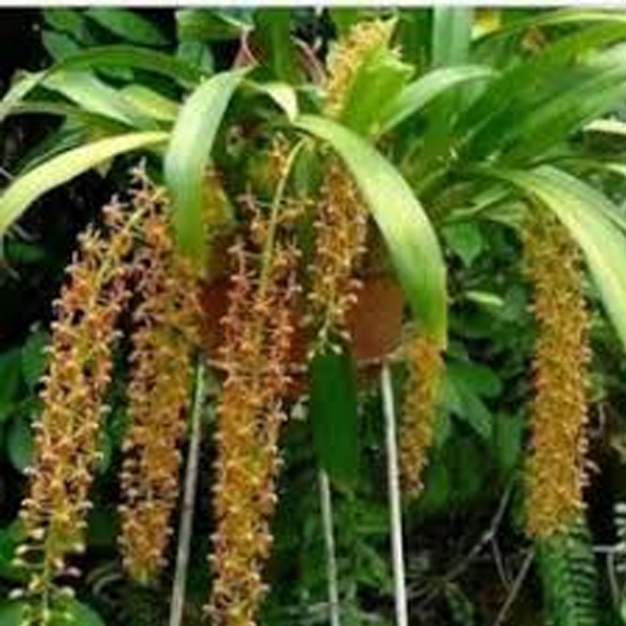 ANGGREK ERIA biglandulosa DEWASA SUDAH BERBUNGA | Lazada Indonesia