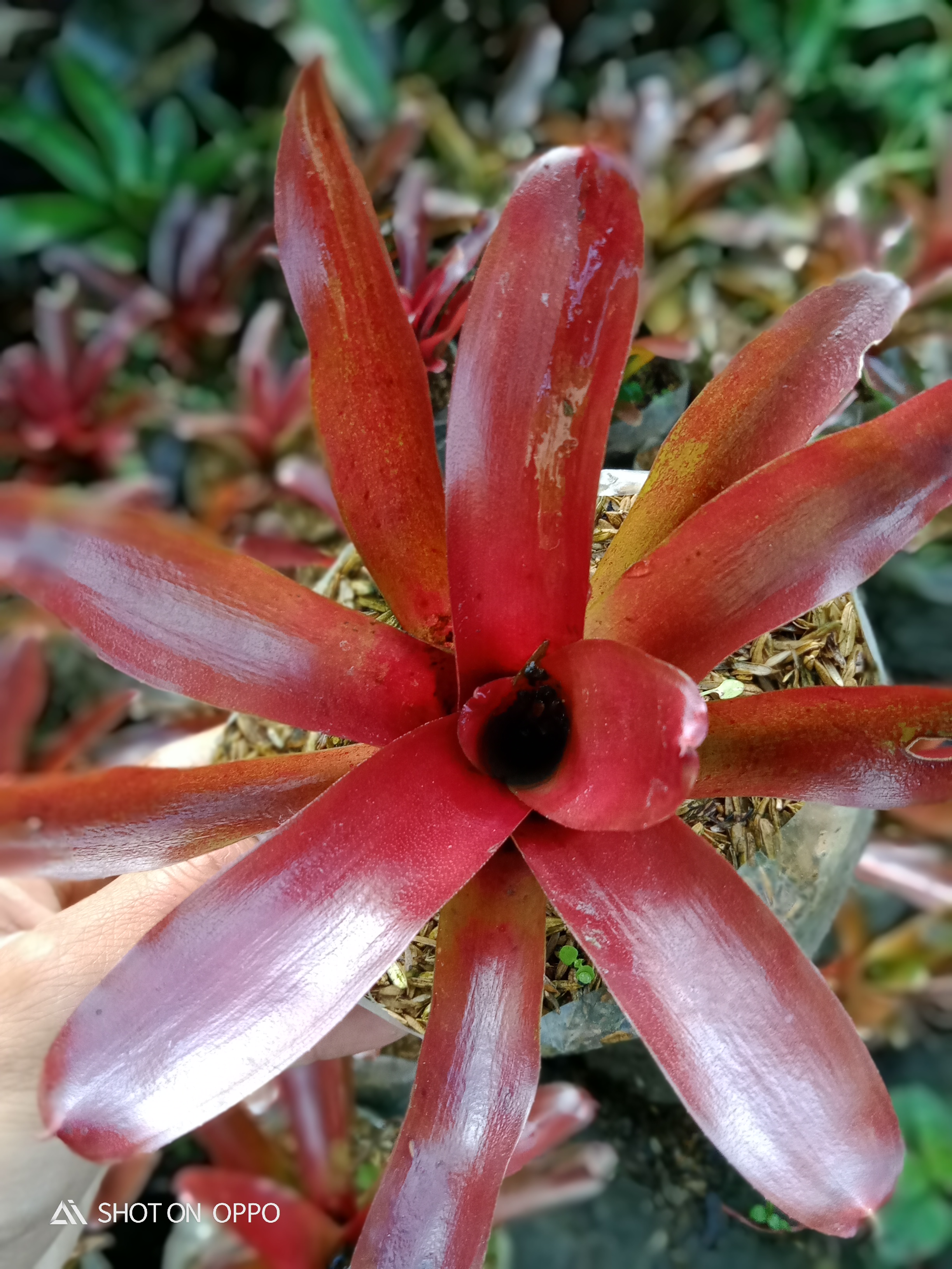 tanaman hias bromelia merah mini isi 2 | Lazada Indonesia