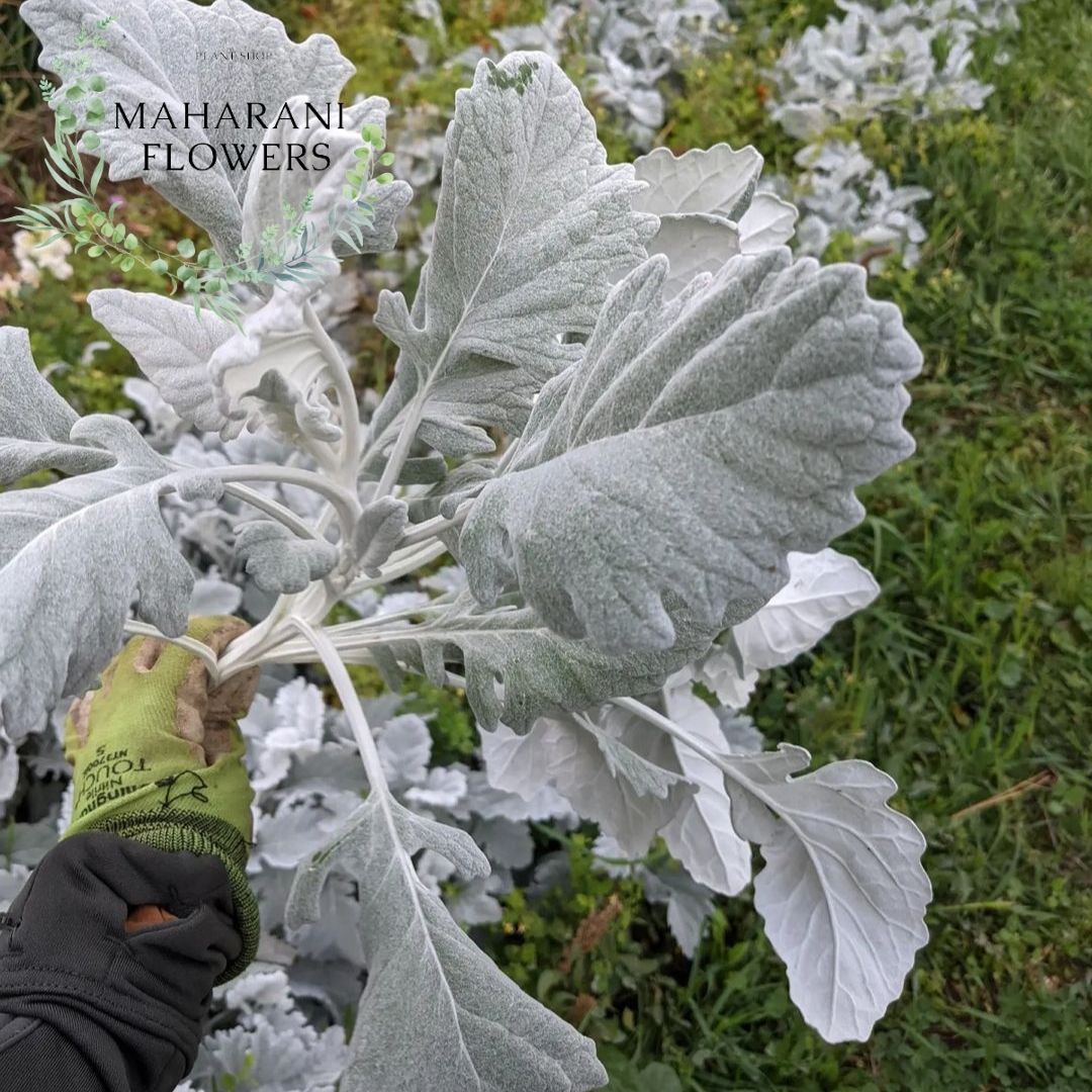 bunga putri salju hidup tanaman hias hidup dusty miller tanaman hias ...