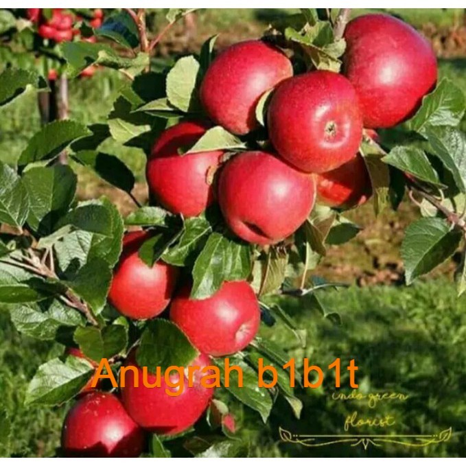 Bibit Tanaman apel fuji merah okulasi cepat berbuah | Lazada Indonesia