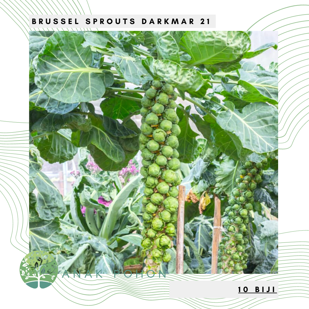 (10 Biji) Benih Bibit Biji - Brussel Sprouts Darkmar 21 Kubis Mini ...