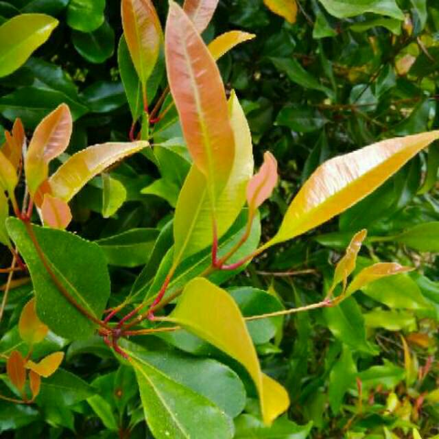 Daun Cengkeh Segar 100 Gram | Lazada Indonesia