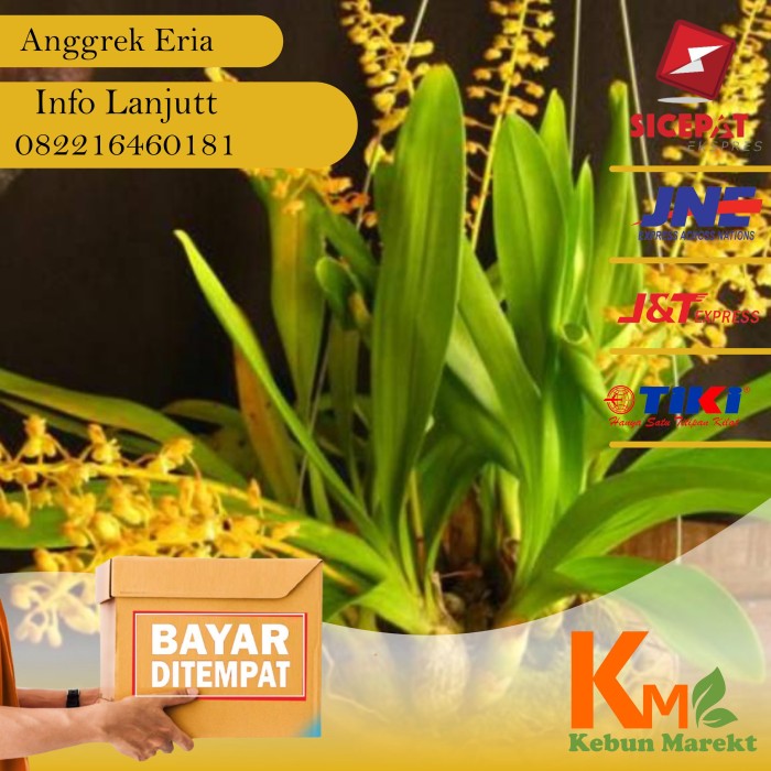 Anggrek Eria Biglandulosa Dewasa kebun market | Lazada Indonesia