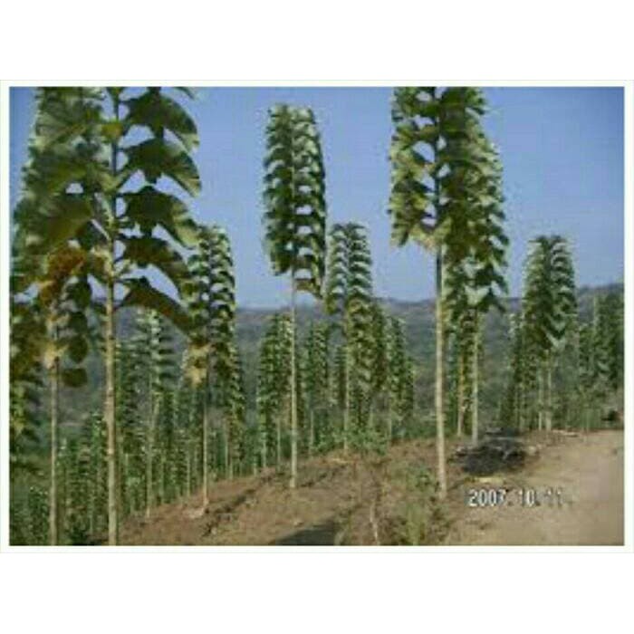 10 benih biji jati hutan unggul | Lazada Indonesia
