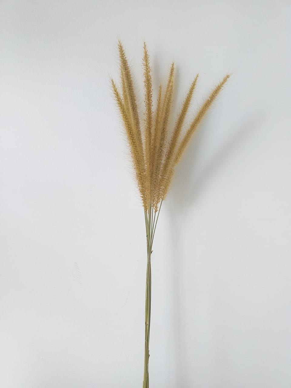 Bunga Alang Alang | Lazada Indonesia