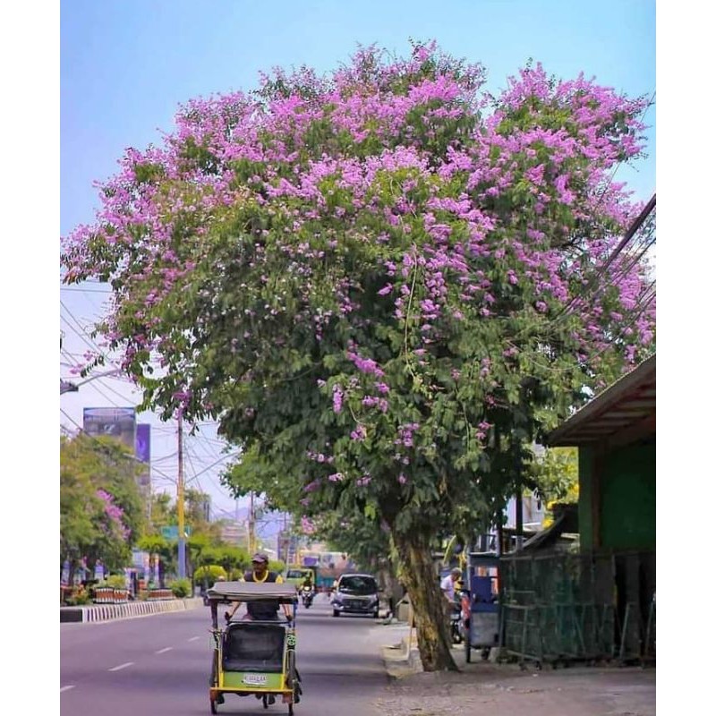 BIBIT BUNGA TABEBUYA UNGU 1METER | Lazada Indonesia