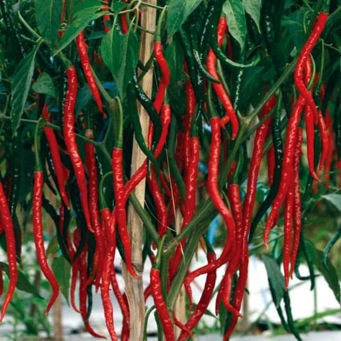 Kedai 40 Benih Biji Cabe Cabai Lombok Gede Keriting Besar Hijau Hejo ...