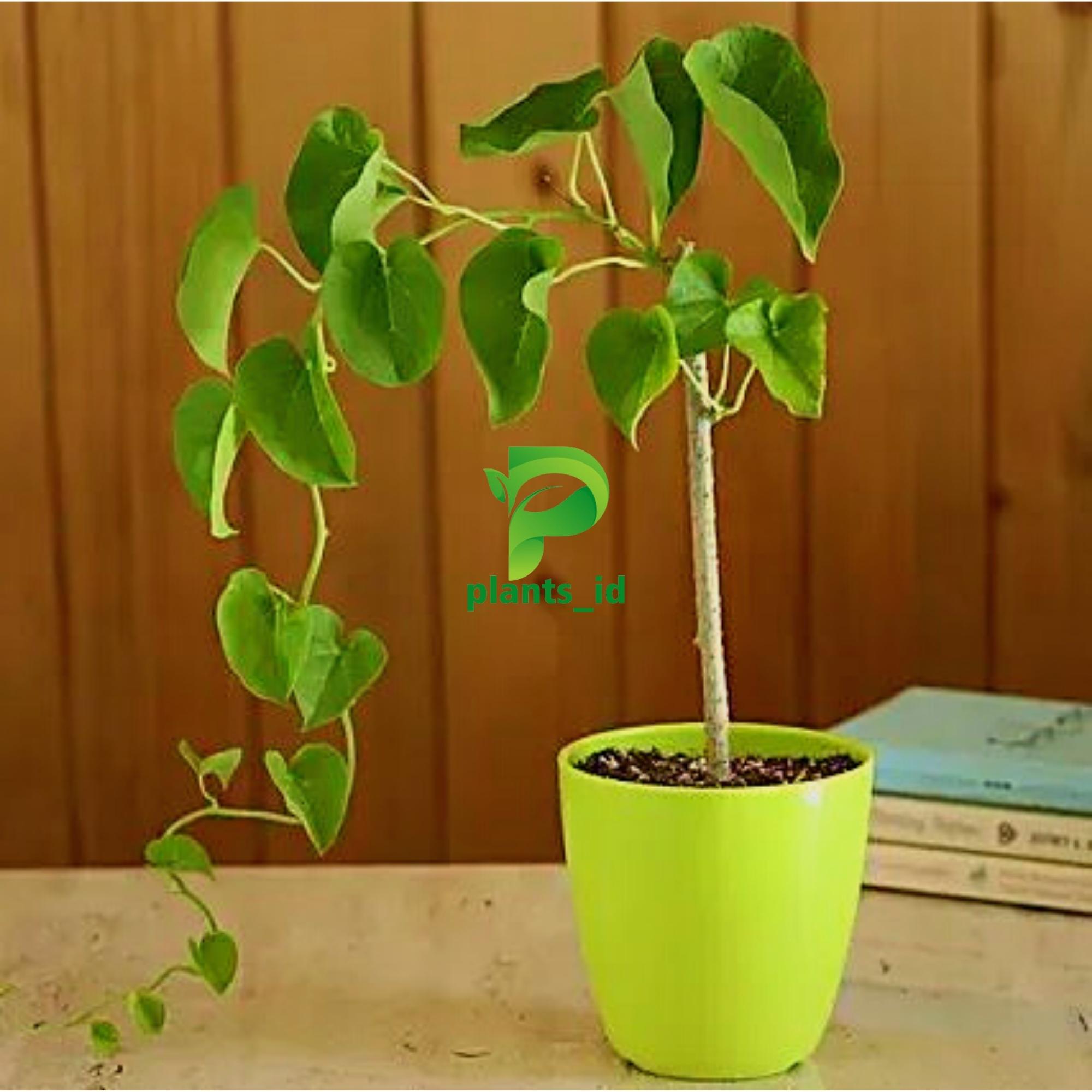 Bibit bratrawali atau patrawali brotowali brotowali, patrawali segar ...