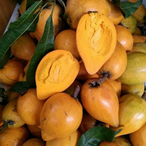 bibit pohon alkesa / pohon buah alkesa / pohon sawo mentega / pohon ...