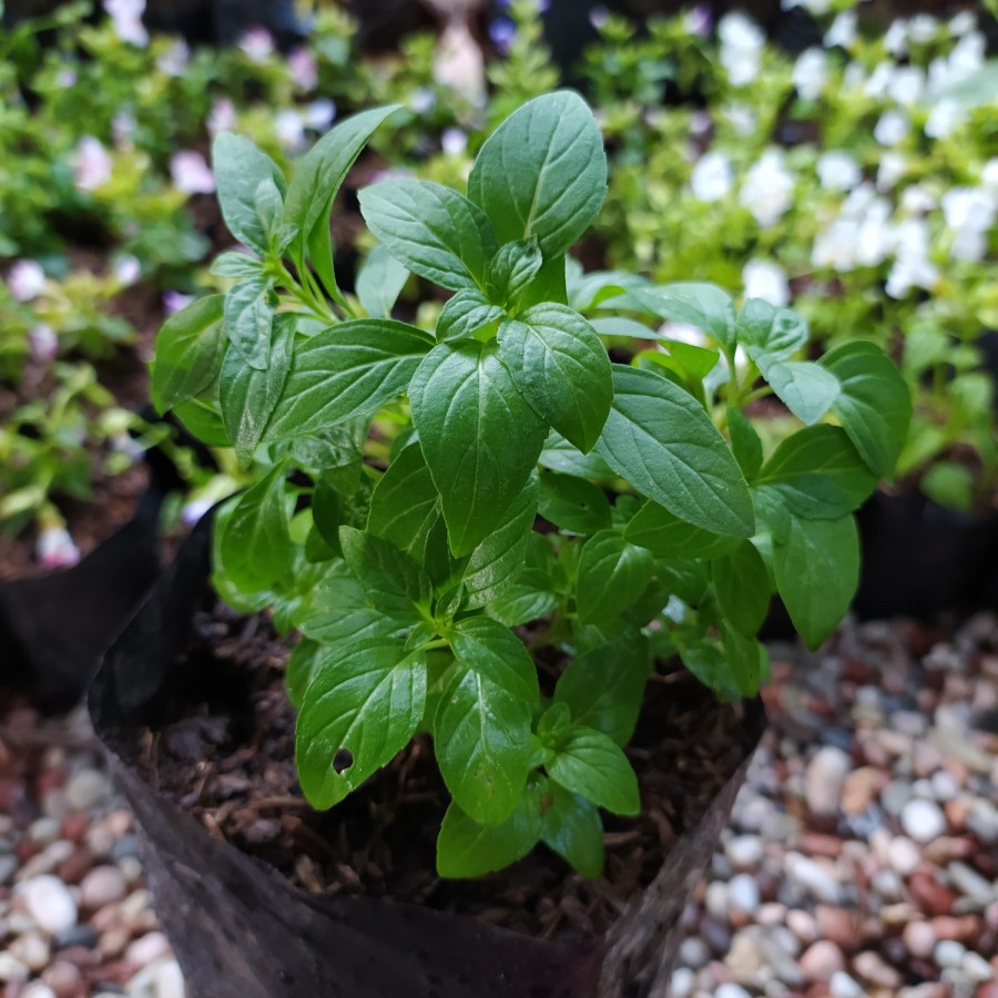 Daun Mint Menthol Mentha Arvensis Tanaman Hebal | Lazada Indonesia