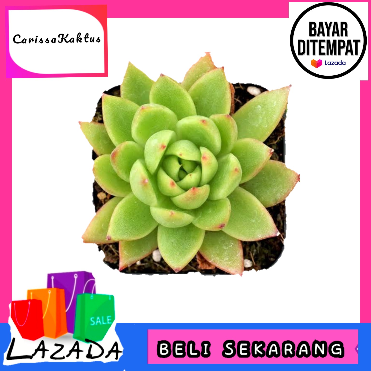 CARISSA CACTUS Tanaman Hias Bunga hidup Agavoides lengkap dengan pot ...