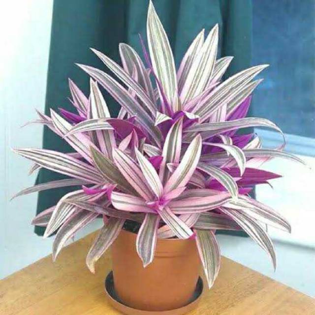 Tanaman hias daun adam hawa - oreo | Lazada Indonesia