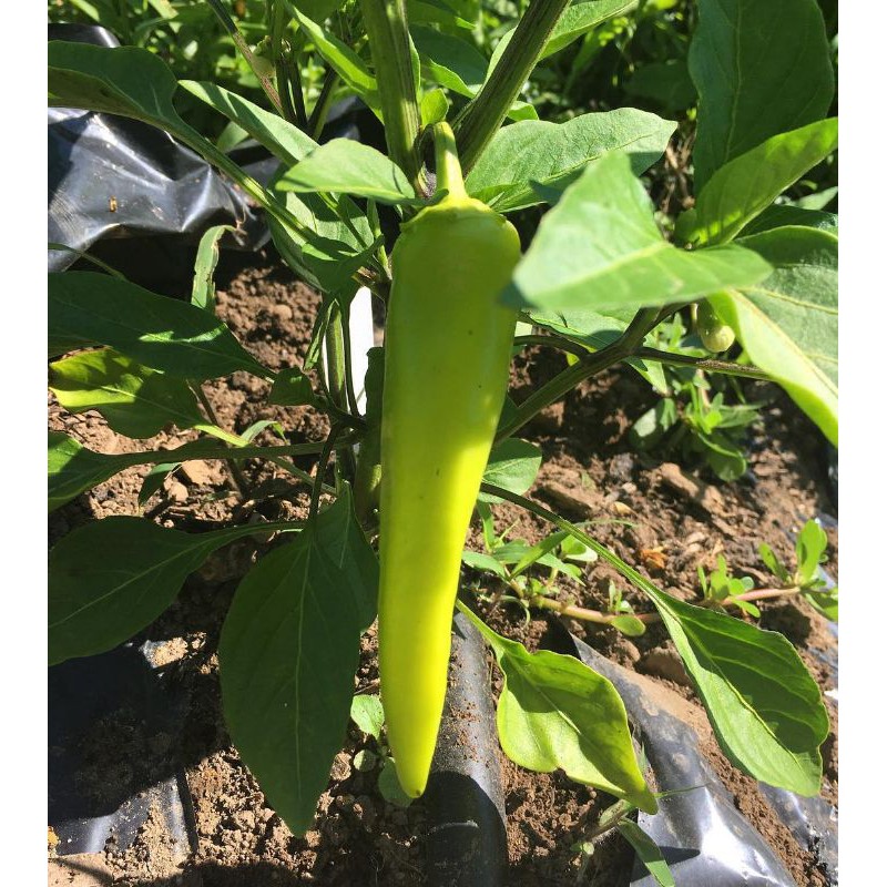 cili solok banana pepper seeds plant seed buy 1 take 1， 50 seeds (not ...