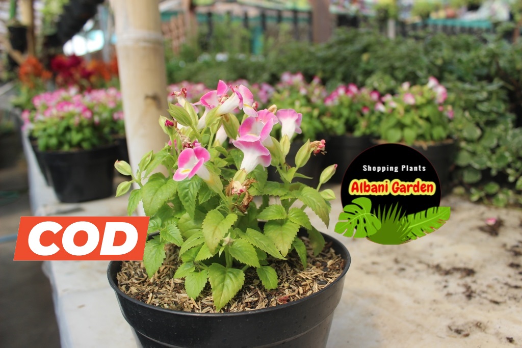 COD Bunga teronia mata kucing berbunga pink Tanaman hias gantung hidup ...