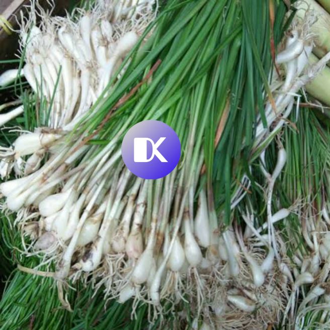 sayur bawang cina kuncai kucai segar 1kg | Lazada Indonesia