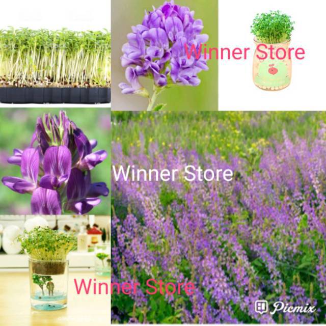 60 medicago sativa herba herb herbal rumput alfalfa Winner Store bibit ...
