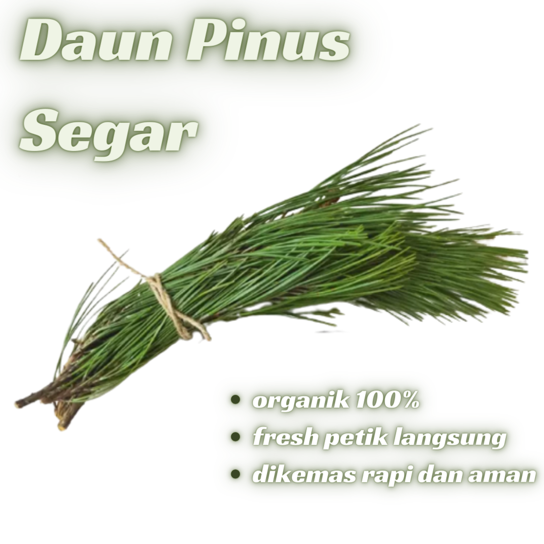 Daun Pinus Segar 1kg [ fresh Produk ] | Lazada Indonesia