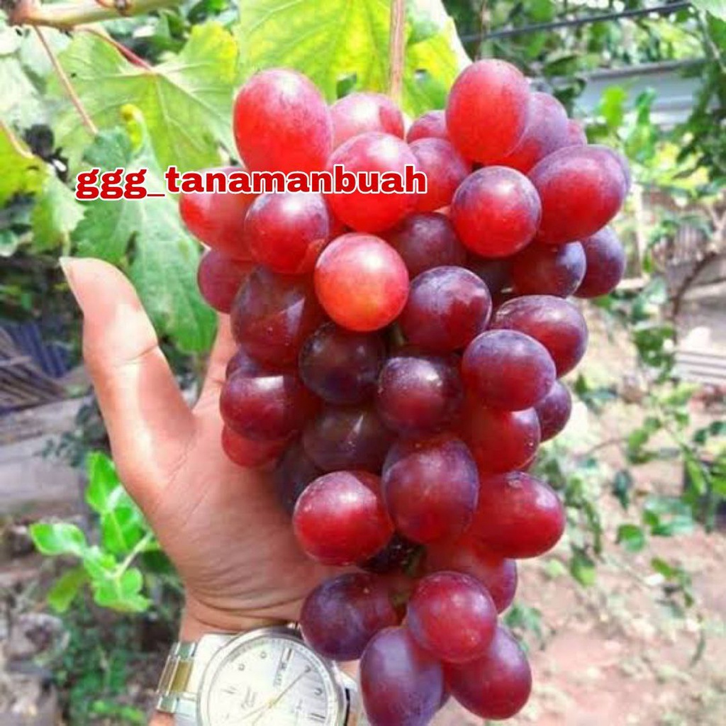 Bibit Anggur Veles Hasil Grafting Super | Lazada Indonesia