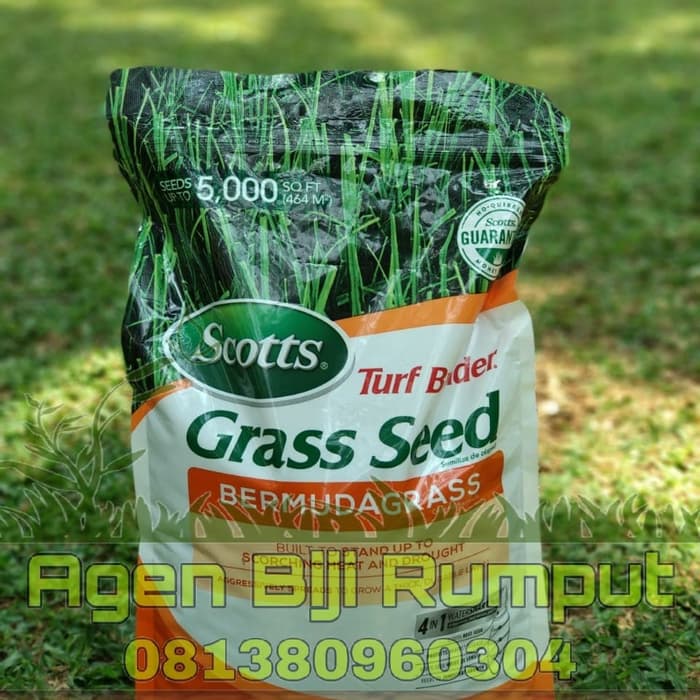 Biji rumput Bermuda 500gram - Biji Rumput golf - Biji Rumput Lapangan ...