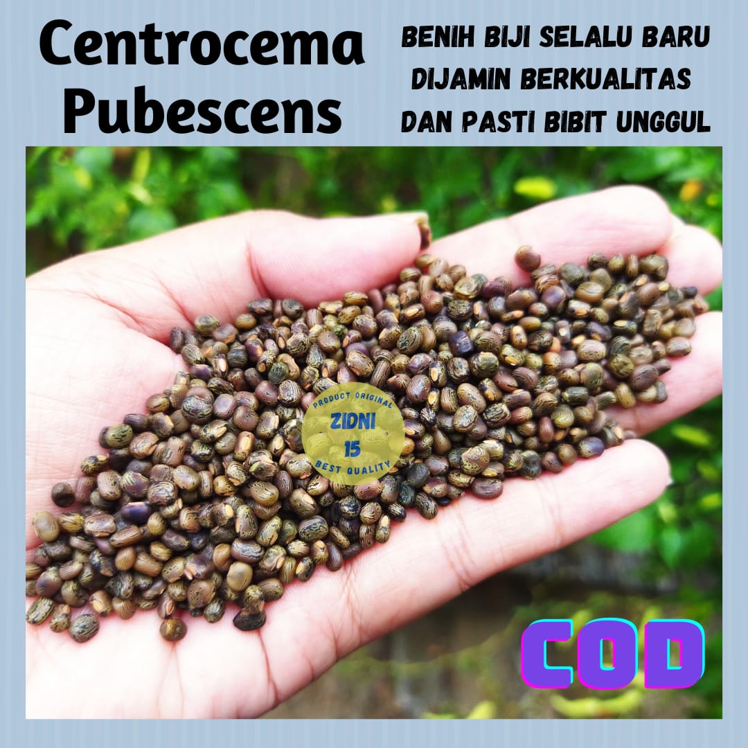 1KG BIJI BENIH KACANGAN CP ( Centrosema Pubescens) BIJI SINTRU Tanaman ...