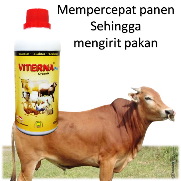 VITERNA NASA / Vitamin ternak sapi / obat vitamin untuk ternak sapi ... VITERNA NASA / Vitamin ternak sapi / obat vitamin untuk ternak sapi ...
