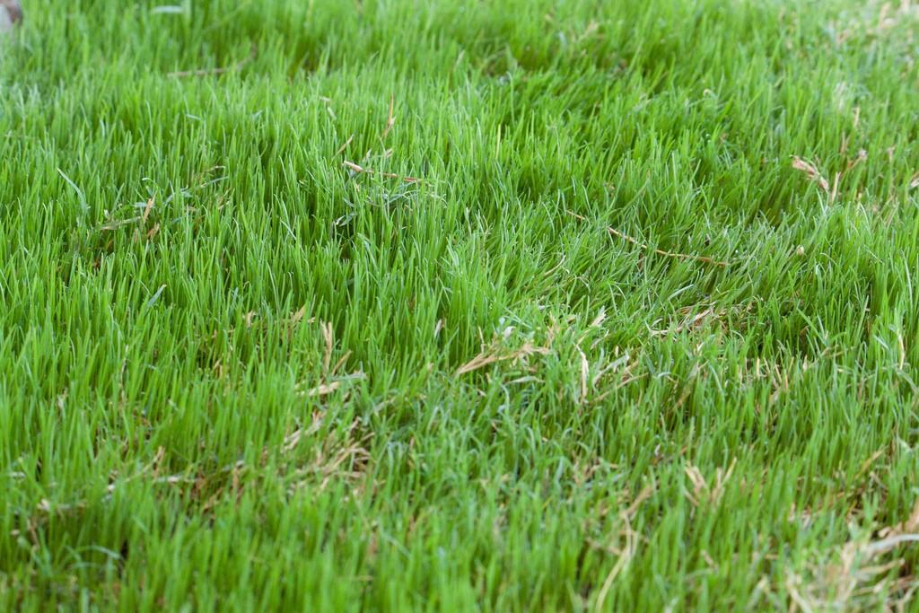 Amefurashi 5 Gram Rumput Bermuda Grass | Lazada Indonesia
