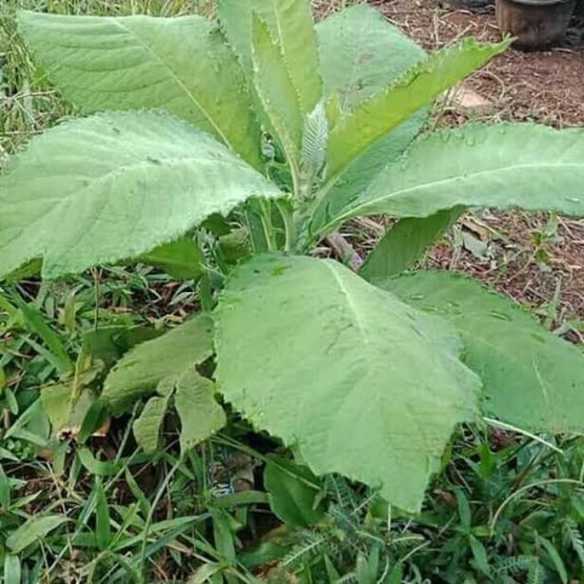 daun sembung segar 1kg | Lazada Indonesia