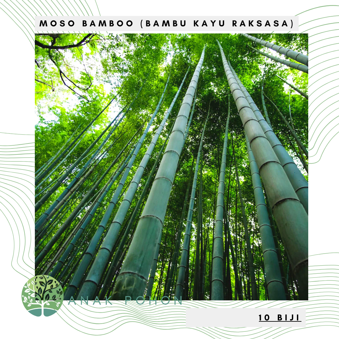 (10 Biji) Benih Bibit Biji - Moso Bamboo Bambu Kayu Raksasa ...
