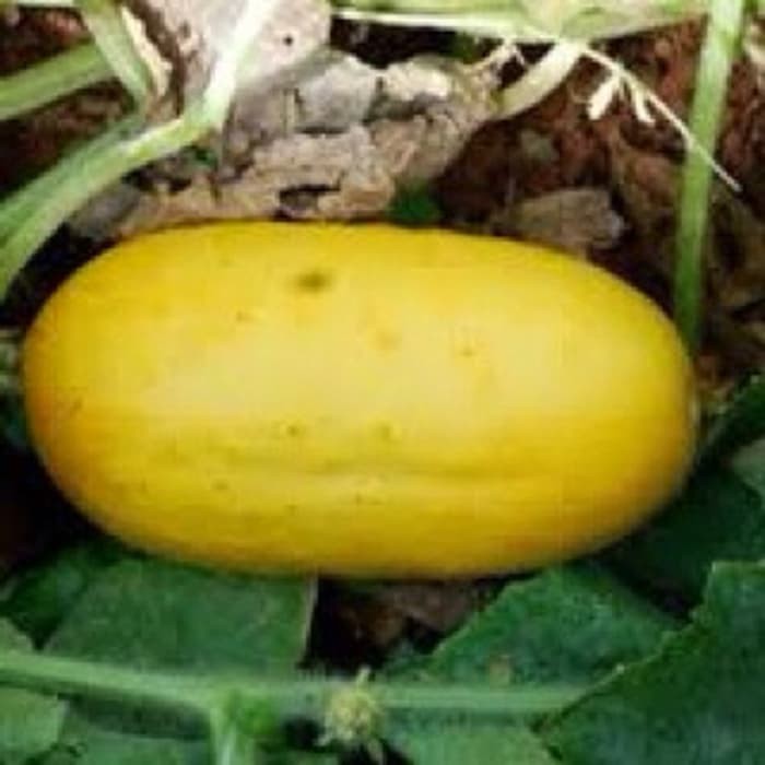 Isi biji buah timun suri Seeds/benih biji | Lazada Indonesia