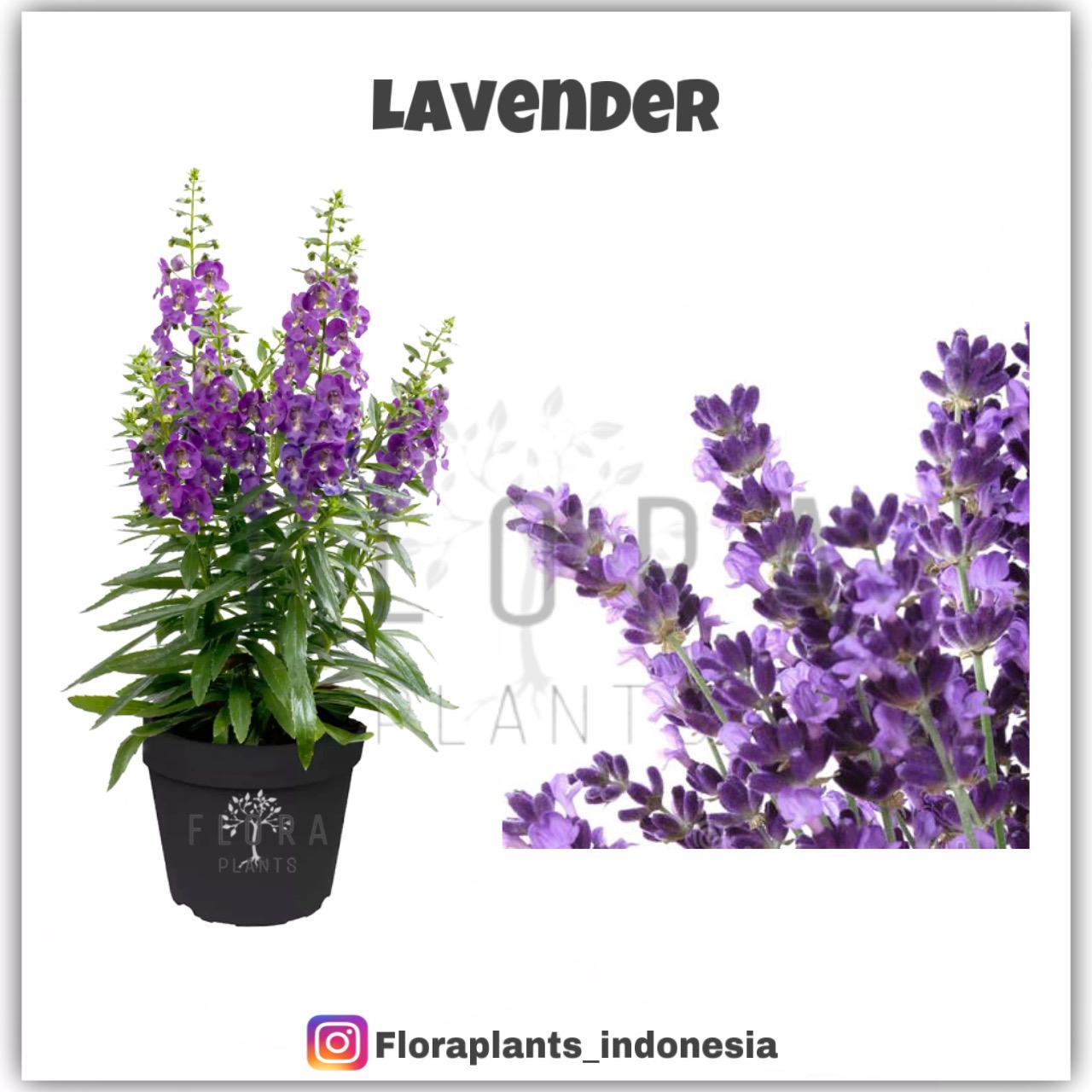 Tanaman Bunga Lavender Hidup / Bunga lavender asli berkualitas ...