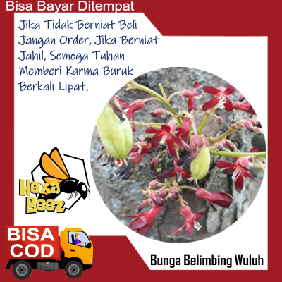 Bunga Belimbing Wuluh Per 25 pcs Segar petik dadakan Fresh | Lazada ...