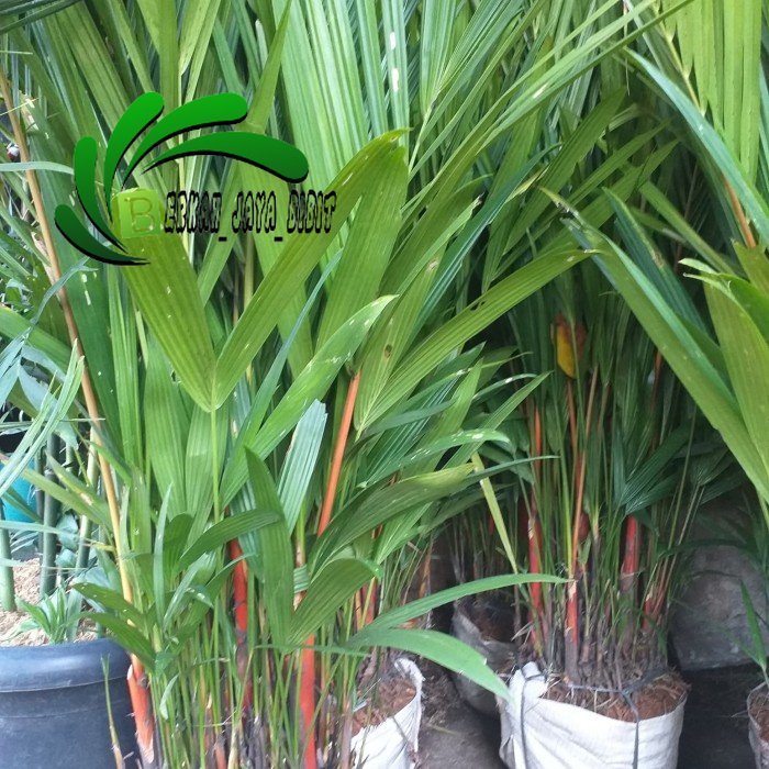tanaman hias palem merah dan kuning - bibit palem kuning - tanaman ...