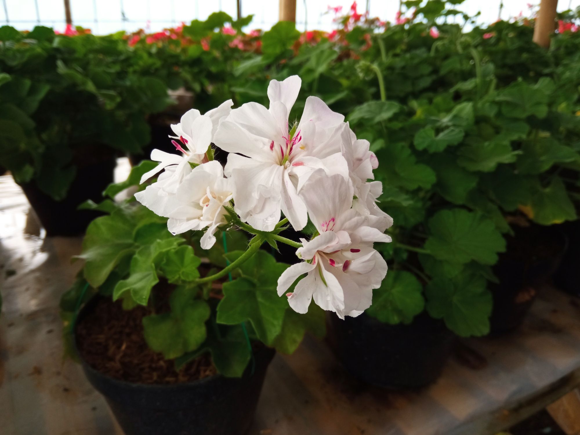 TANAMAN BUNGA GERANIUM PUTIH COD | Lazada Indonesia