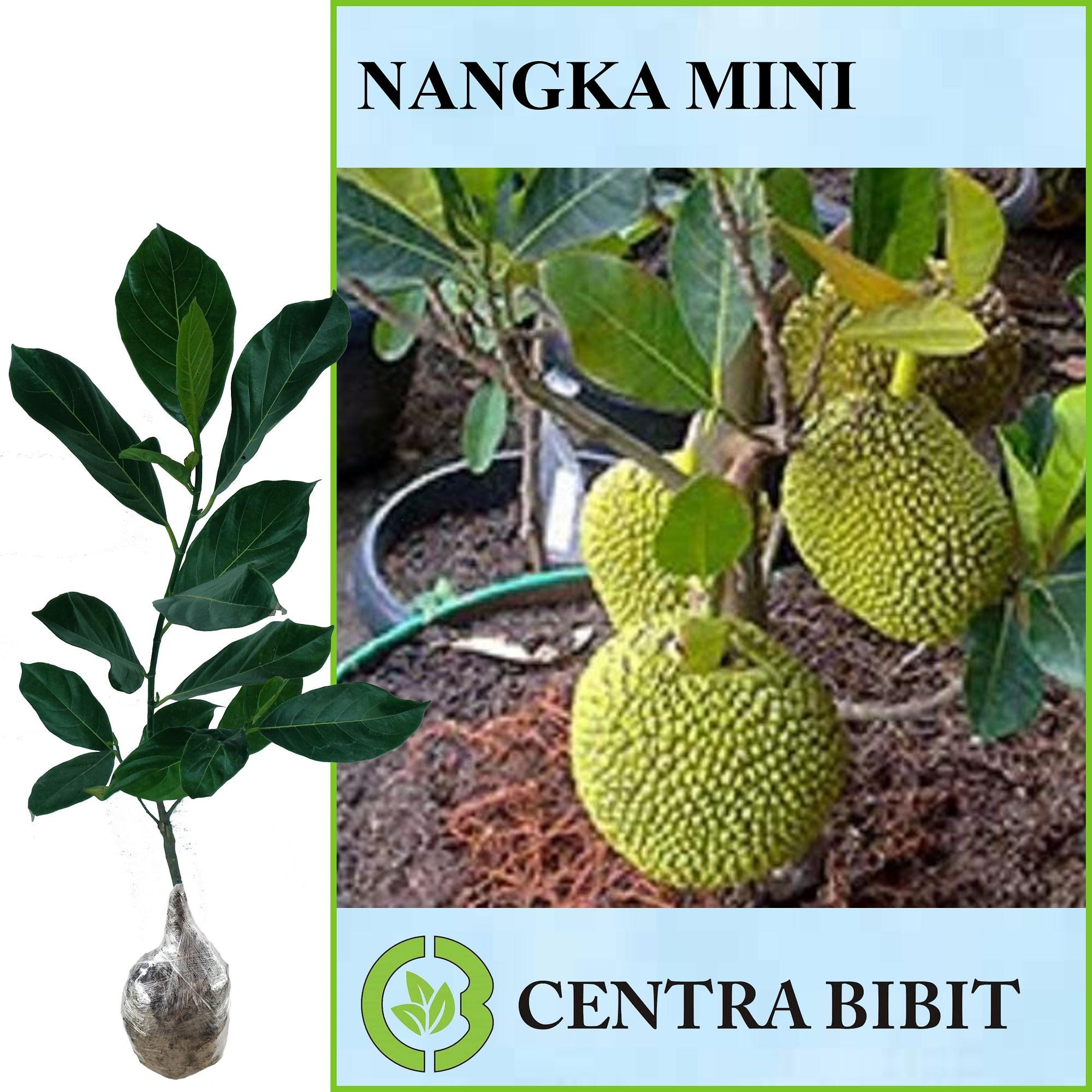 Tanaman Buah Nangka Mini | Lazada Indonesia