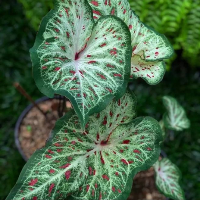 tanaman hias caladiums bercak / tanaman keladi corong / tanaman keladi ...