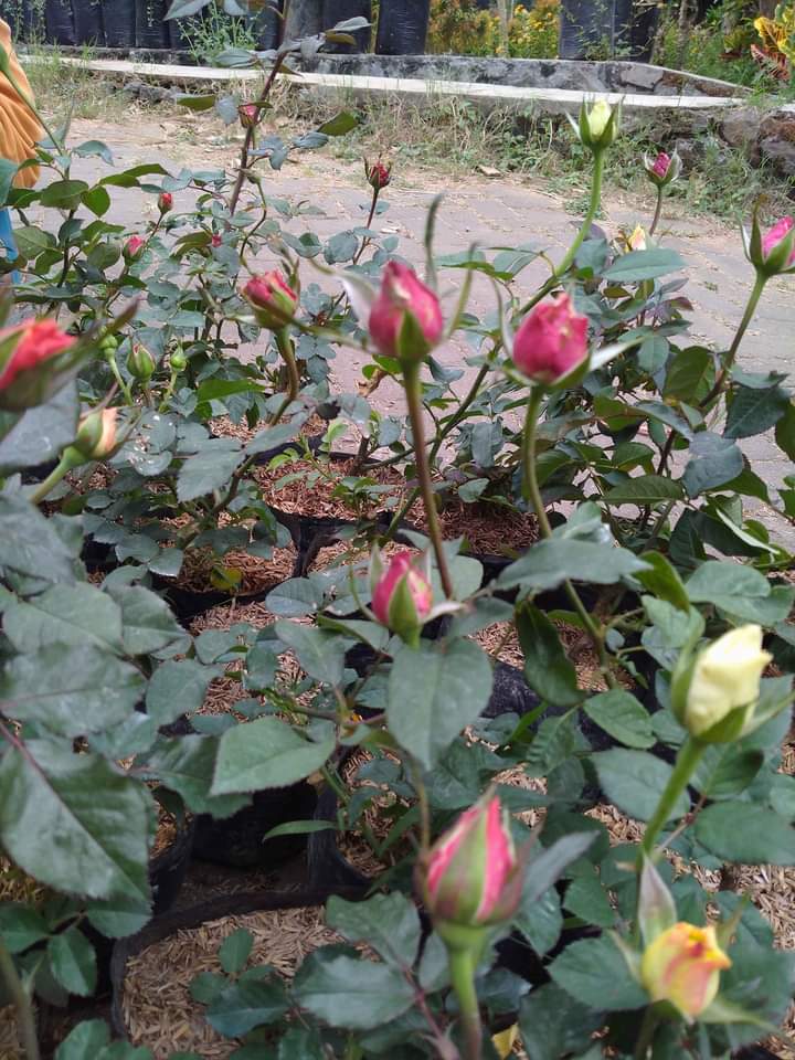 pohon bunga mawar bunga mawar/pohon bung bunga warna merah dan warna ...