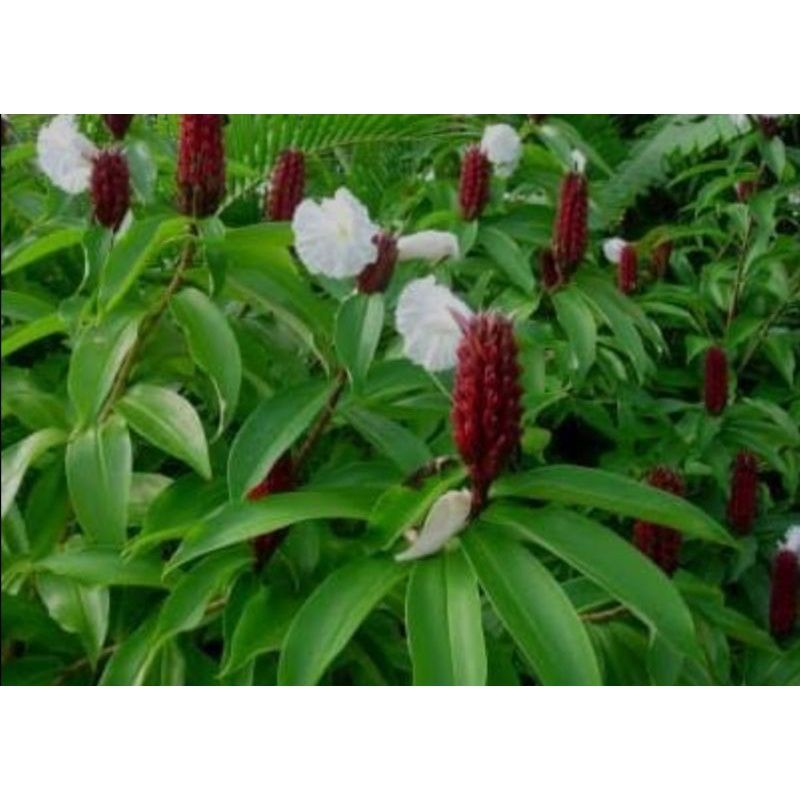 BIBIT TANAMAN INSULIN PLANT COSTUS IGNEUS / PACING | Lazada Indonesia