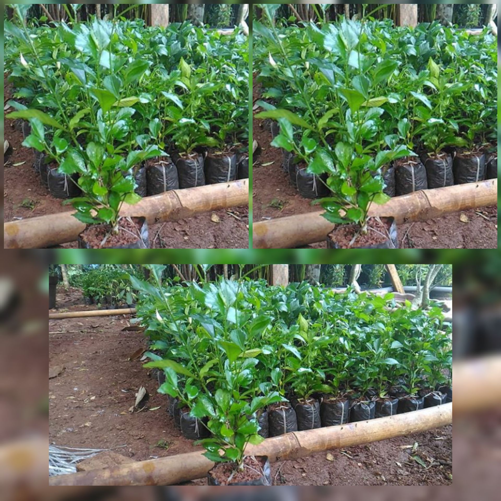 tanaman teh tehan 3 paket tanaman teh tehan tanaman pagar | Lazada ...