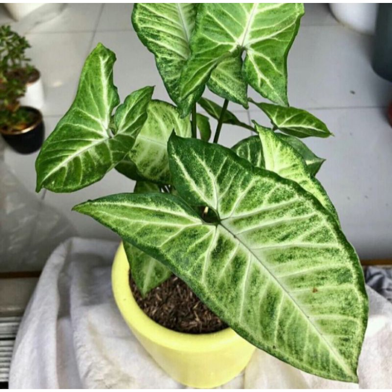 Tanaman hias syngonium batik-pohon syngonium | Lazada Indonesia
