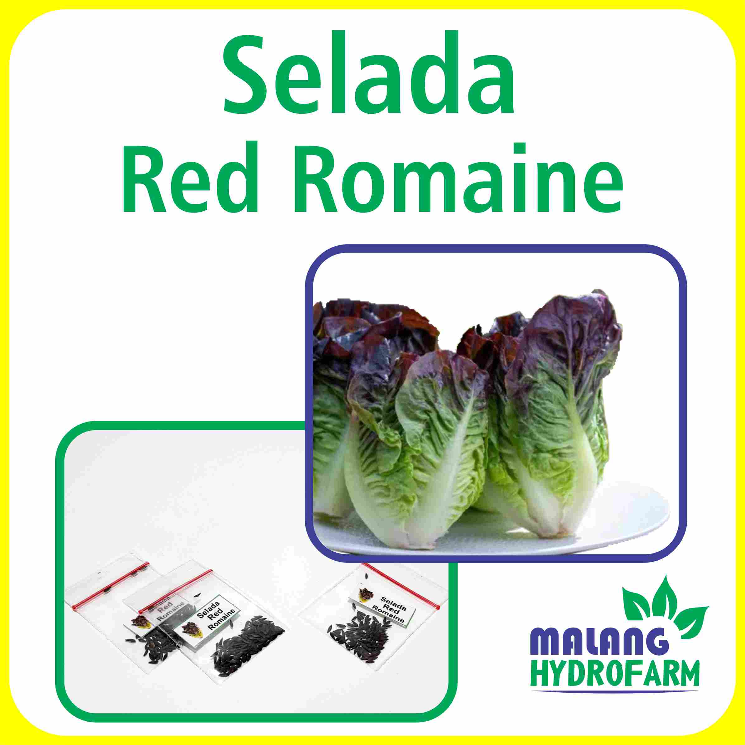 Benih Selada Red Romaine Unggulan Berkualitas biji bibit repack lettuce romain rumana merah ...