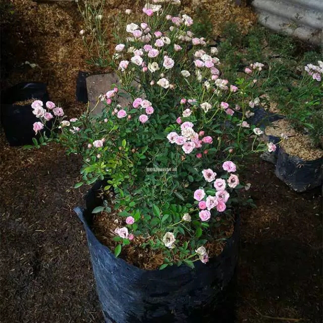 tanaman bunga baby rose | Lazada Indonesia