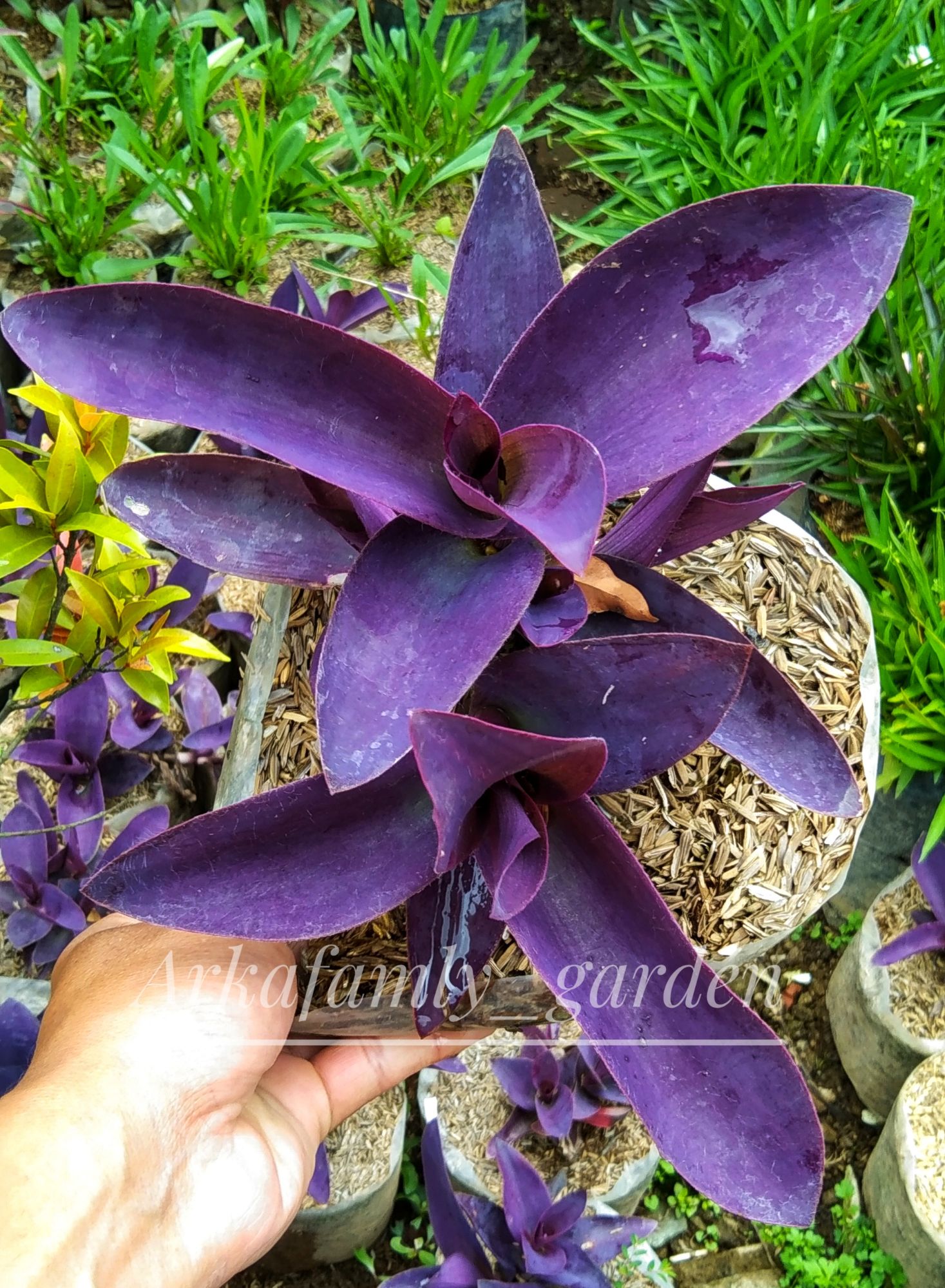 Bunga tradescantia pallida/Adam hawa ungu | Lazada Indonesia