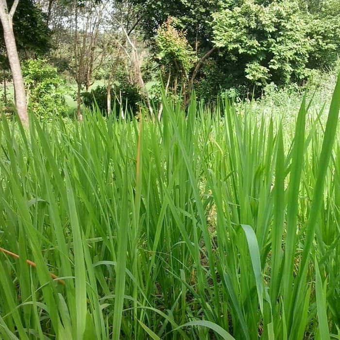 DAUN ALANG ALANG SEGAR SEJUTA MANFAAT | Lazada Indonesia